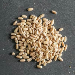 Locally grown, organic, heritage grains – Maine Grains